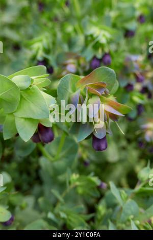 purple inflorescence of Cerinthe major plant Stock Photo - Alamy