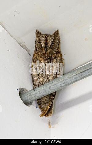 Predatory medium sized birds with brown plumage standing against ...