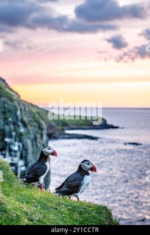 Atlantic puffins flying and perching on cliff edge at Latrabjarg ...