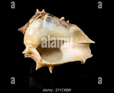 Close-up of Melongena bispinosa sea shell on a black background Stock ...