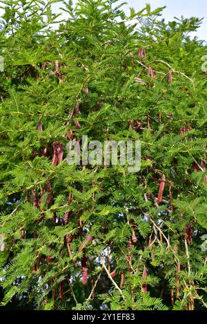 Silky wattle (Acacia rehmanniana or Vachellia rehmanniana) is a tree ...