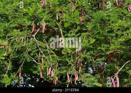 Silky wattle (Acacia rehmanniana or Vachellia rehmanniana) is a tree ...