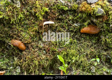 Brown slugs on moss. Wild animal Stock Photo - Alamy