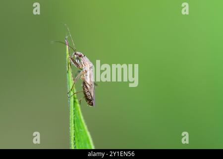 Broad Damsel Bug - Nabis sp. A predatory insect that preys on plant ...