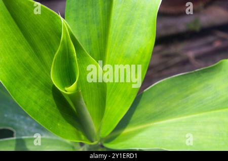 leaves of the freshwater pacing plant or cheilocostus speciosus Stock ...