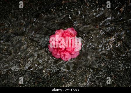 Pink flower floating gently in a clear stream Stock Photo - Alamy