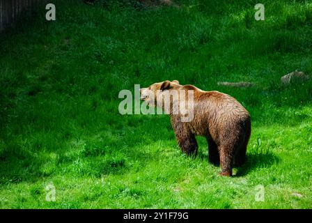 Mama bear in Swedish zoo Stock Photo - Alamy