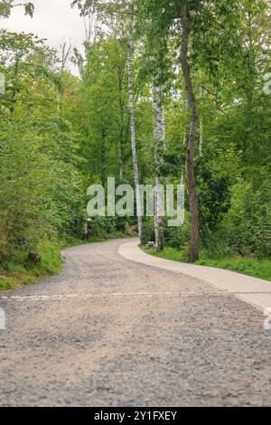 A forest path surrounded by dense trees Stock Photo - Alamy