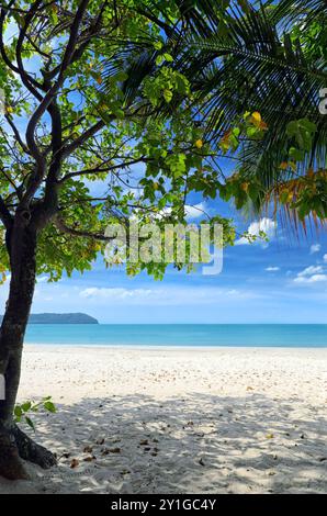 Green tree on white sand beach Stock Photo - Alamy