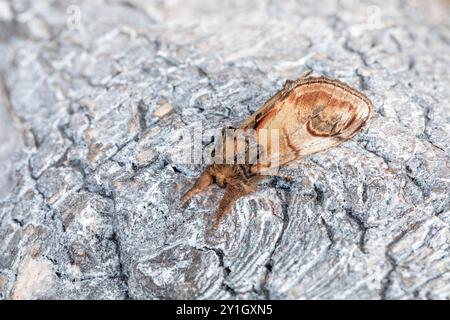 Pebble Prominent Moth (Notodonta ziczac) adult male at rest on lichen ...