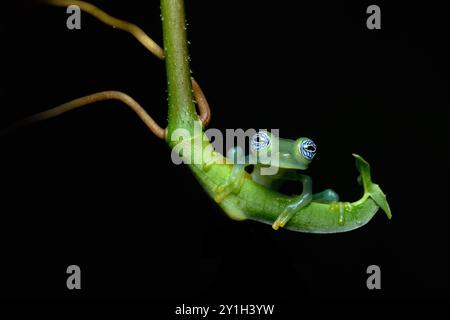 Limon giant glass frog Stock Photo - Alamy