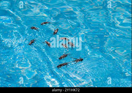Cockroaches are swimming in the pool Stock Photo - Alamy