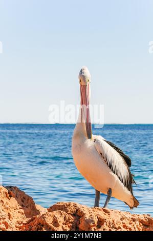 Portrait of a beautiful pelican perched on a pine tree Stock Photo - Alamy