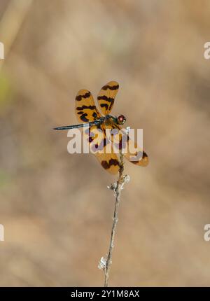 Graphic Flutterer (Rhyothemis graphiptera Stock Photo - Alamy