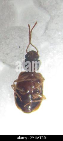 (Amblystomus umbrifer) Insecta Stock Photo - Alamy