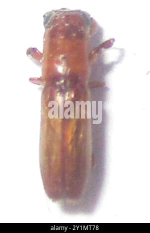 Pinhole Borer Beetles (Platypodinae) Insecta Stock Photo - Alamy