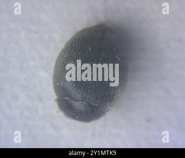 Mite-eating Ladybirds (Stethorus) Insecta Stock Photo - Alamy
