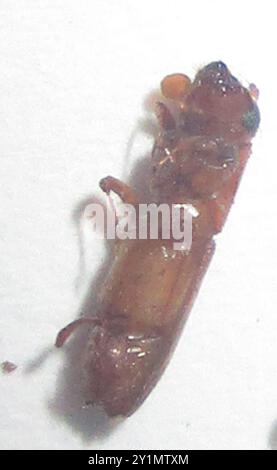 Pinhole Borer Beetles (Platypodinae) Insecta Stock Photo - Alamy