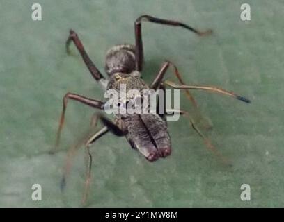 Balbyter Ant-mimic (Myrmarachne uvira) Arachnida Stock Photo - Alamy