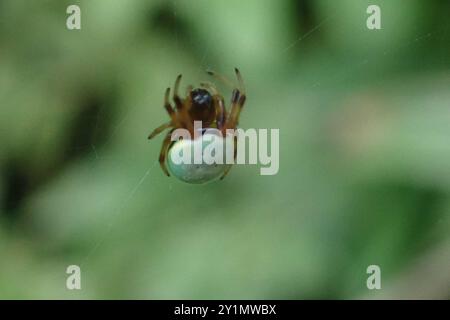 Green pea spider (Araneus apricus Stock Photo - Alamy