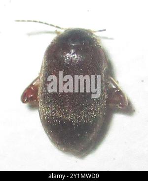 Marsh Beetles (Scirtidae) Insecta Stock Photo - Alamy