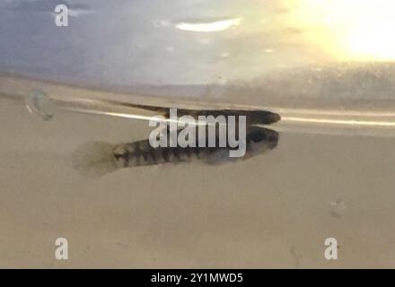 Least Killifish (Heterandria formosa) Actinopterygii Stock Photo - Alamy