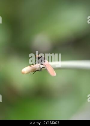 Dance Flies, Long-legged Flies, and Allies (Empidoidea) Insecta Stock ...