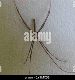 Rufous Net-casting Spider (Asianopis subrufa) Arachnida Stock Photo - Alamy