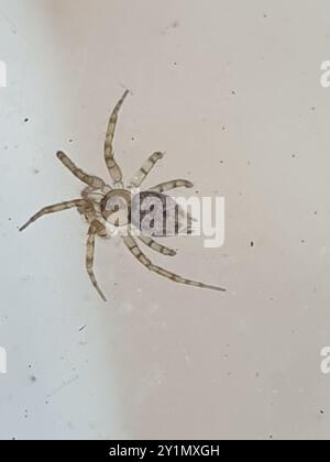 Wall Spider (Oecobius navus) Arachnida Stock Photo - Alamy