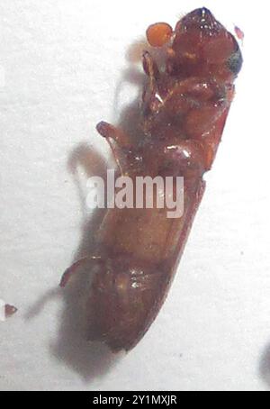 Pinhole Borer Beetles (Platypodinae) Insecta Stock Photo - Alamy