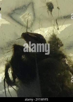 Pond Snails, Bladder Snails, and Allies (Lymnaeoidea) Mollusca Stock ...