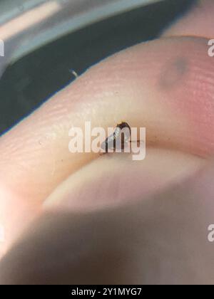 Fleas (Siphonaptera) Insecta Stock Photo - Alamy