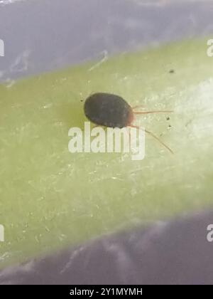 Sidewalk Mites (Balaustium) Arachnida Stock Photo - Alamy