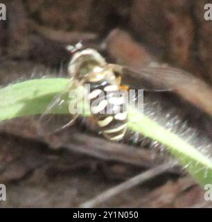 Large-tailed Aphideater (Eupeodes volucris) Insecta Stock Photo - Alamy