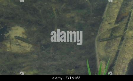 Typical Killifishes (Fundulus) Actinopterygii Stock Photo - Alamy