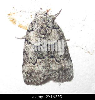 Owlet Moths and Allies (Noctuoidea) Insecta Stock Photo - Alamy