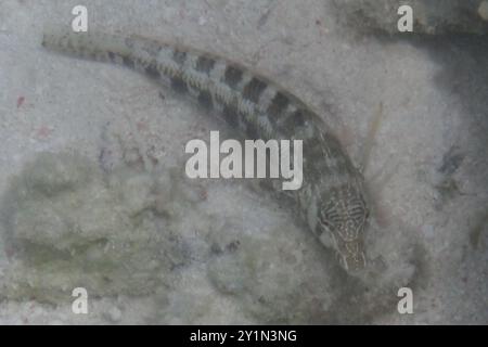 Southern Grubfish (Parapercis australis) Actinopterygii Stock Photo - Alamy