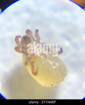 Mites and Ticks (Acari) Arachnida Stock Photo - Alamy