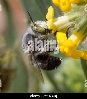 Common Digger Bees (Anthophora), Insecta, Westwood, Los Angeles, CA ...