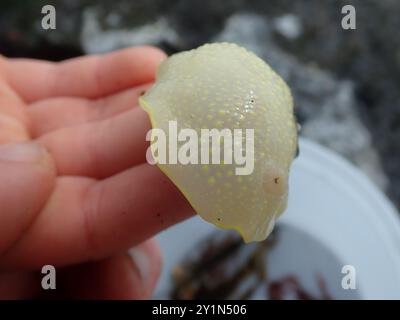 Yellow-edged Cadlina (Cadlina luteomarginata) Mollusca Stock Photo - Alamy