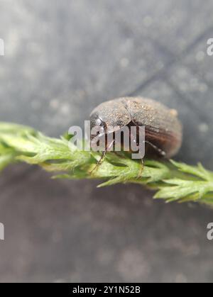 (Maladera holosericea) Insecta Stock Photo - Alamy