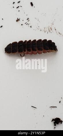 typical fireflies (Lampyrinae) Insecta Stock Photo - Alamy