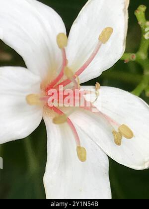 mu oil tree (Vernicia montana) Plantae Stock Photo - Alamy
