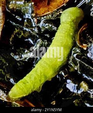 Roland's Sallow (Psaphida rolandi) Insecta Stock Photo - Alamy
