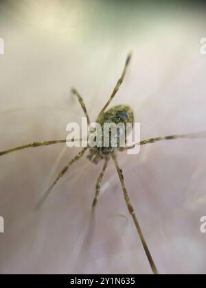 Spring Harvestman (Rilaena triangularis) Arachnida Stock Photo - Alamy
