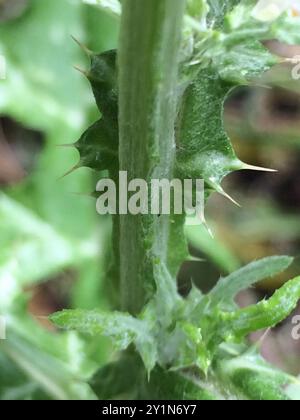 Boar Thistle (Galactites tomentosus) Plantae Stock Photo - Alamy