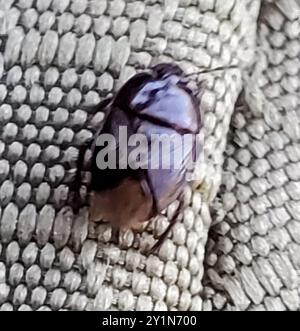 Two-lined Burrowing Bug (Pangaeus bilineatus) Insecta Stock Photo - Alamy