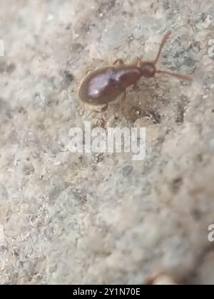Ant-like Stone Beetles (Scydmaeninae Stock Photo - Alamy