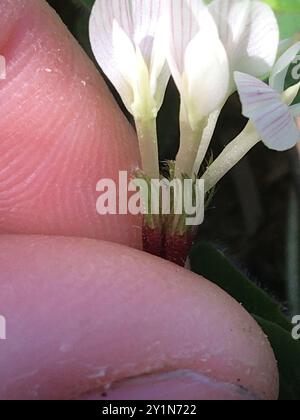 Subterranean Clover (Trifolium subterraneum) Plantae Stock Photo - Alamy