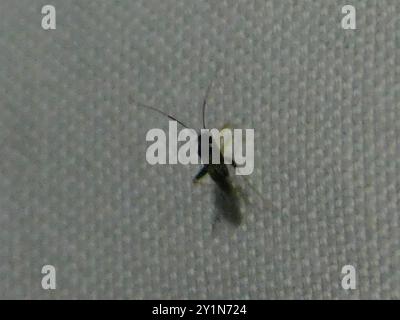 Garden Fleahopper (Microtechnites bractatus) Insecta Stock Photo - Alamy